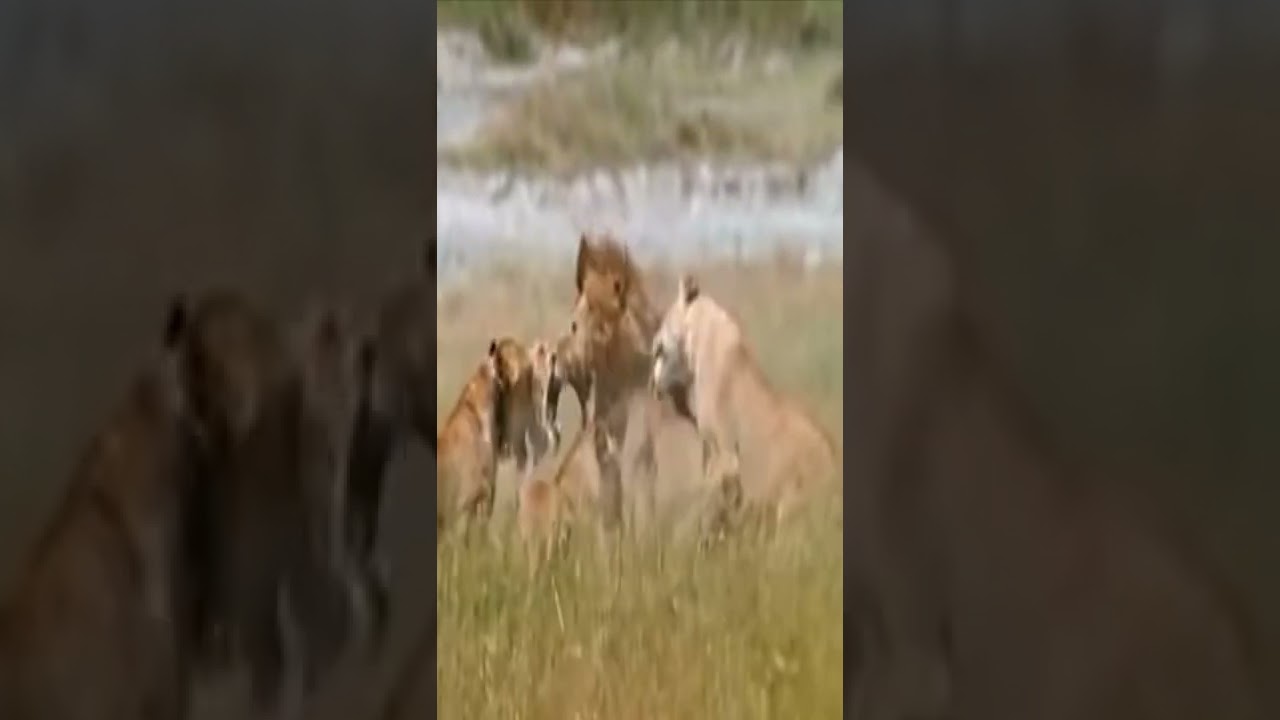 LION VS LION - YouTube