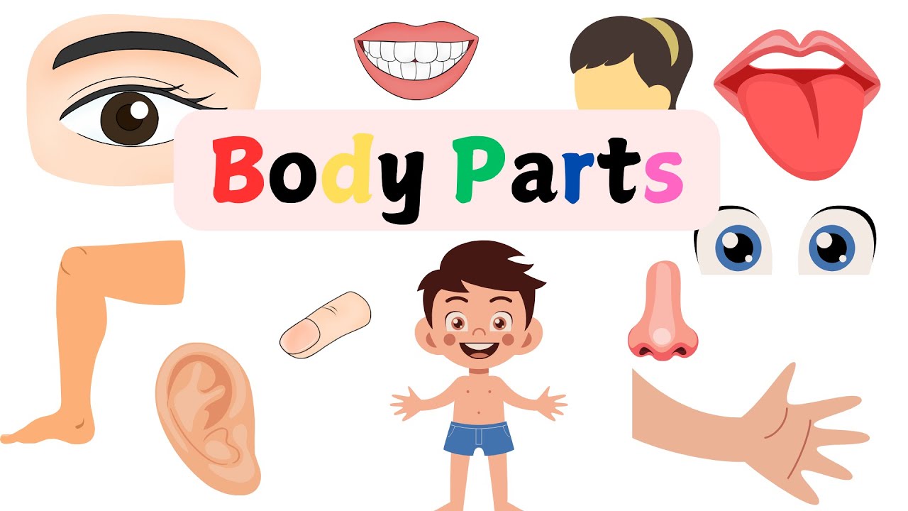 Parts of the Body in English | Learn Basic Body Parts for Kids | Listen ...