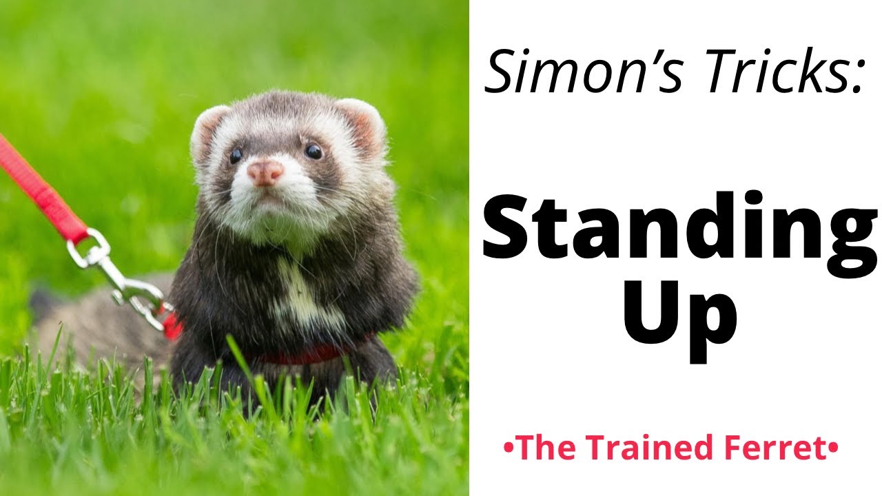 Ferret Tricks: Simon Standing Up - YouTube