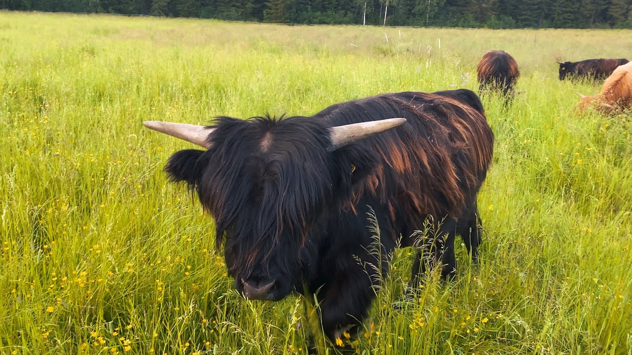 Scottish Highland Cattle In Finland: old and young bulls - YouTube