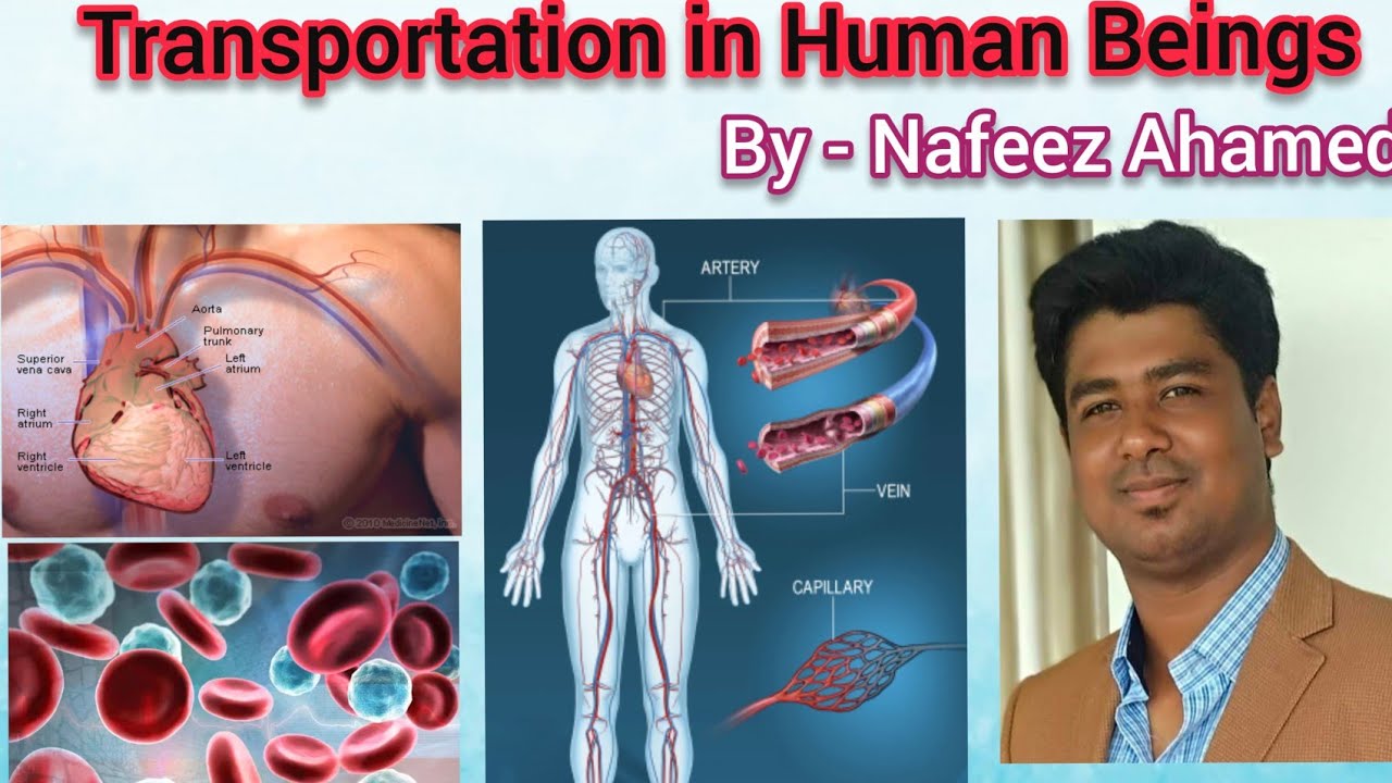 Transportation in Human Beings - YouTube