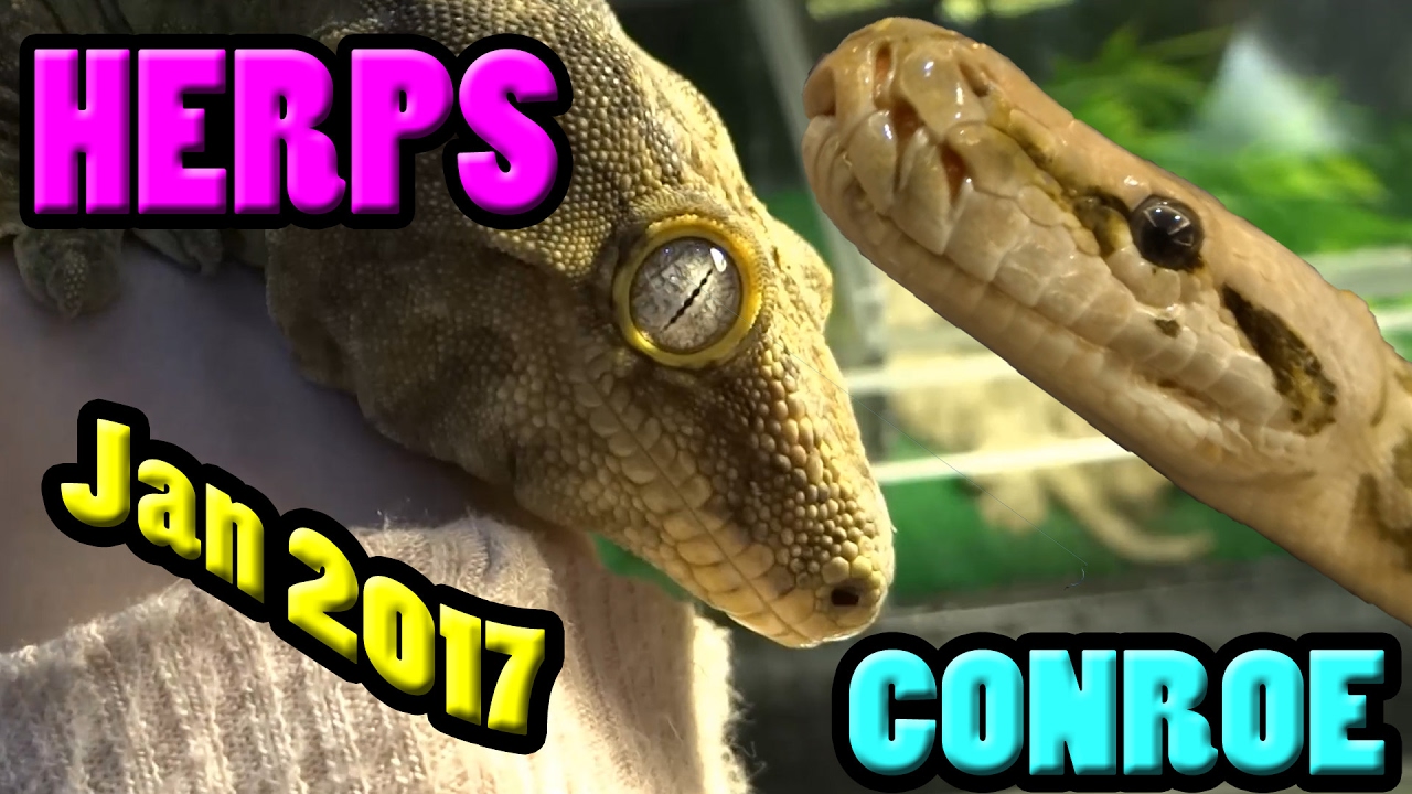 HERPS Conroe REPTILE EXPO - January 2017 - YouTube