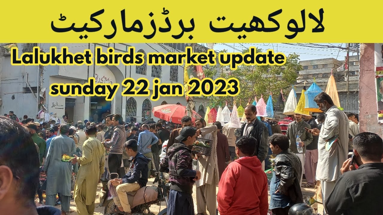 Lalukhet birds market update ! sunday birds market update - YouTube