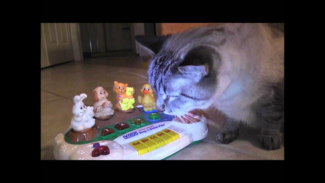 *Genius* Cat Pushes Buttons for Treats - YouTube