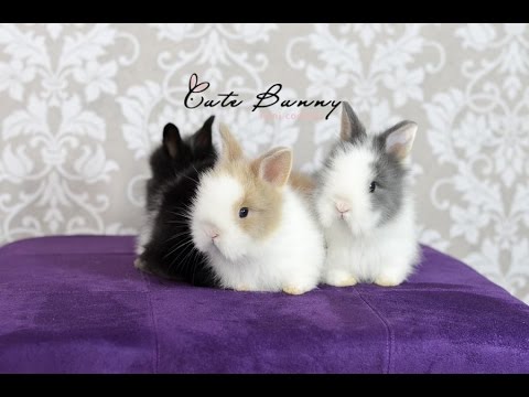 Dica Cute Bunny - A Chegada do Mini Coelho - YouTube