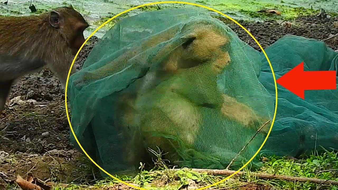 OMG ! Jack do wrong play and stuck in side fishing net / Monkey Post ...