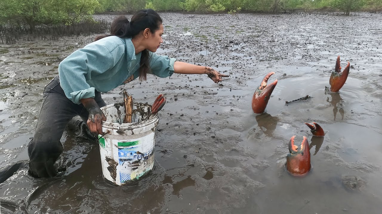 Amazing Catch Many Huge Mud Crabs at The Sea Swamp after Water Low Tide ...
