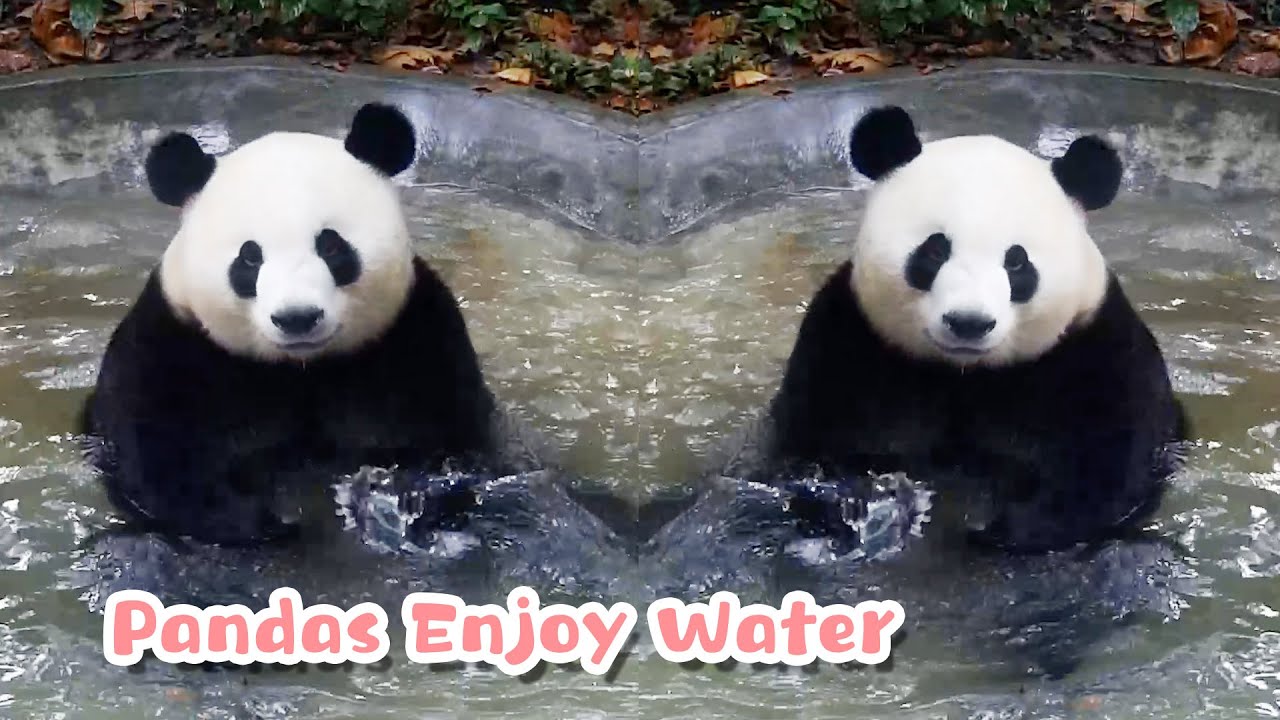 Are These Pandas Bathing Or Practising Water Ballet？| iPanda - YouTube