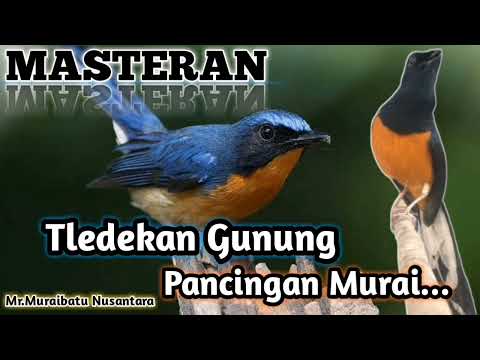 MASTERAN TLEDEKAN GUNUNG DAN PANCINGAN BUAT MURAI BATU AGAR NAIK EMOSI #muraibatu #tledekangunung