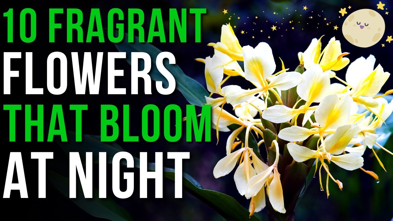 Perennials That Bloom At Night 10 Flowers That Bloom At Night For The