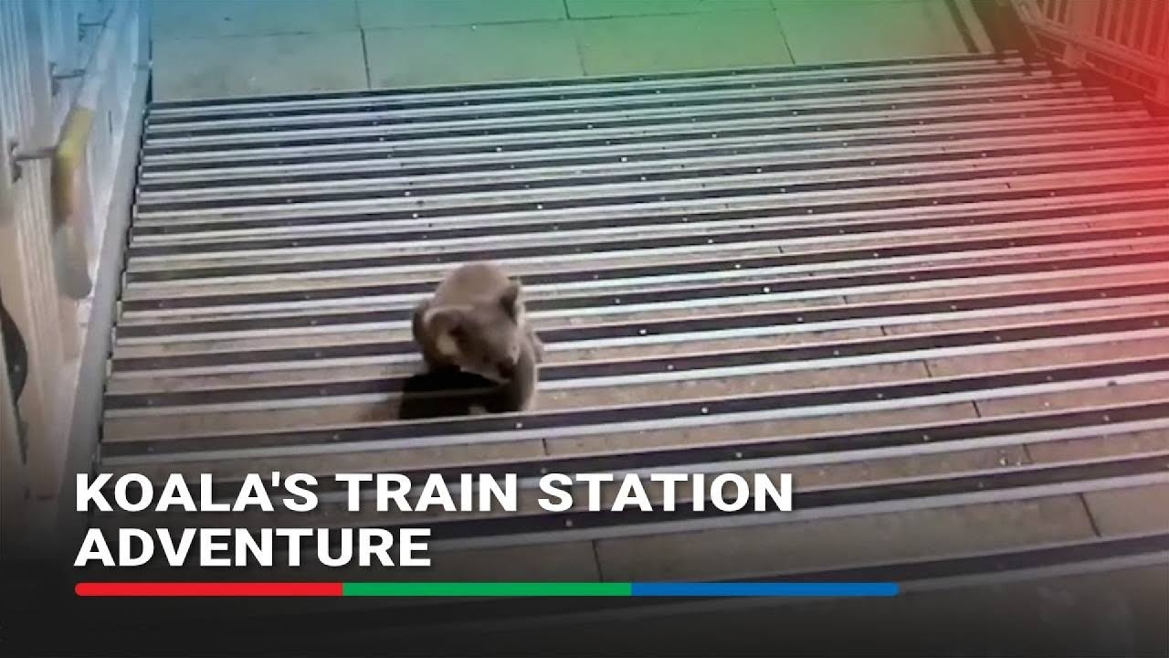 WATCH: Koala's train station adventure derailed by police - YouTube
