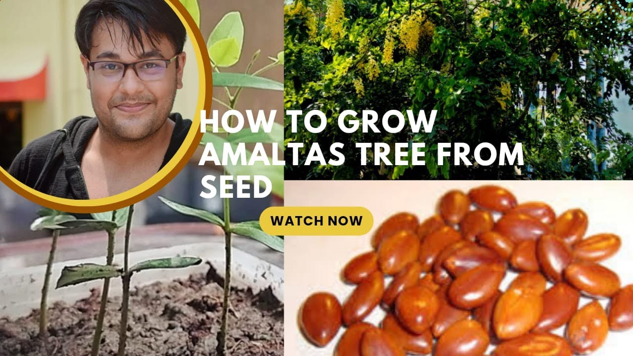 How to Grow AMALTAS or GOLDEN SHOWER or INDIAN LABURNUM plant from seed ...