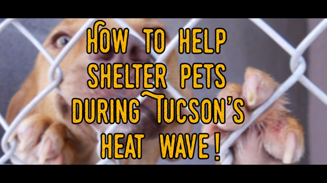 How to help shelter pets during Tucson's heat wave! - YouTube