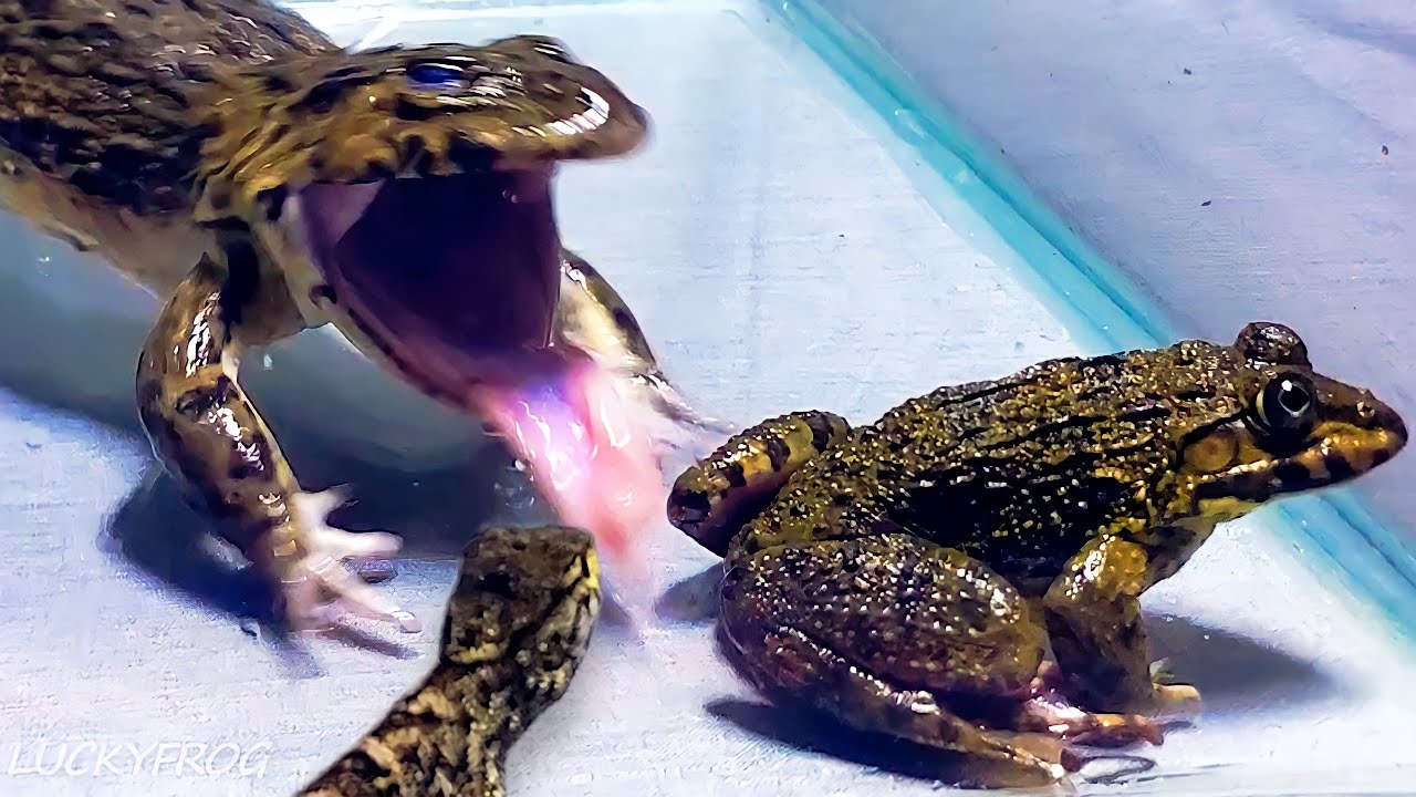 Frog Eats Lizard