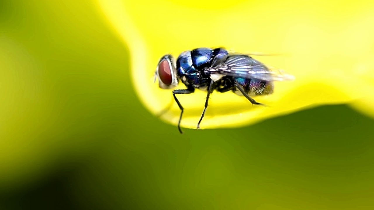 A Perfect Guide on How to Identify Flying Insects - YouTube