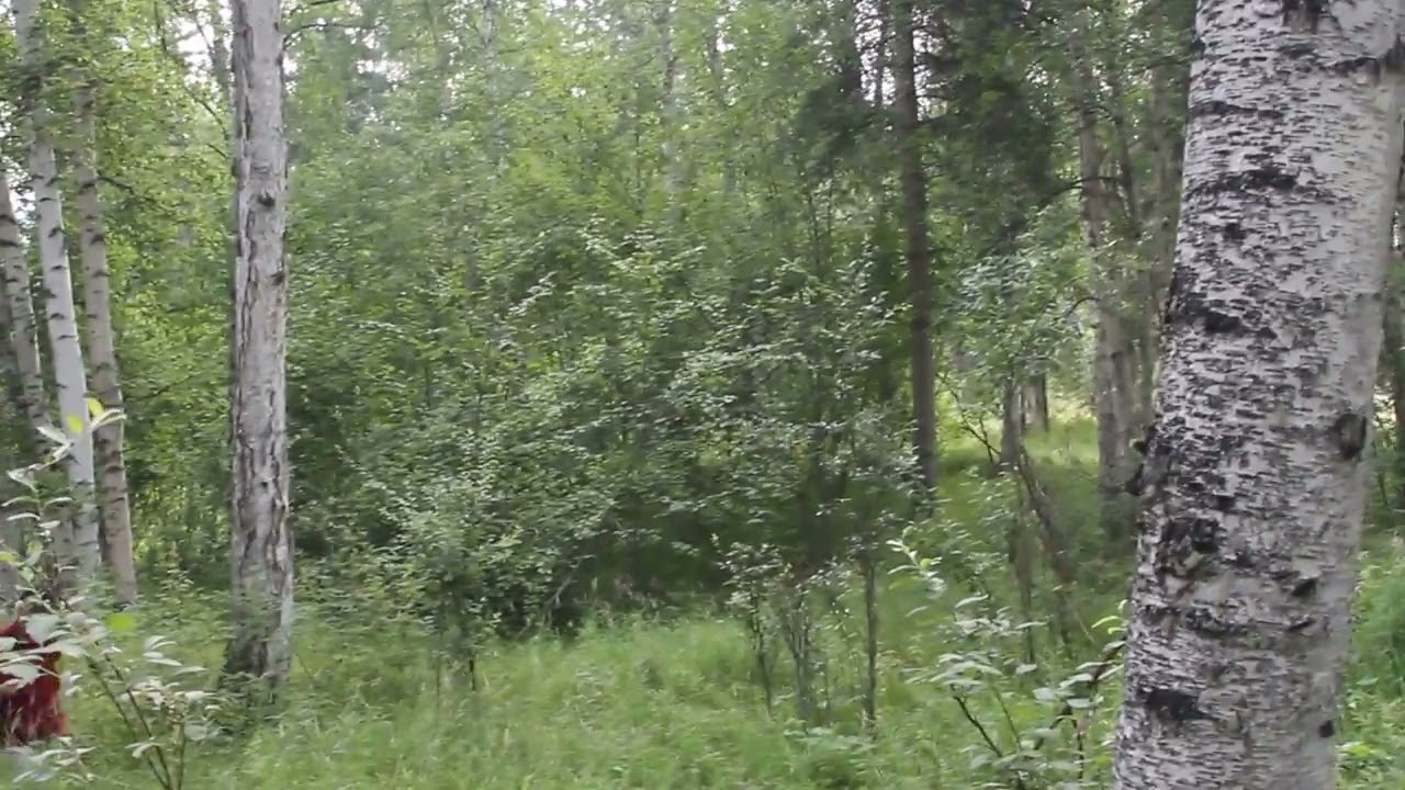 Sound of an angry bull moose - YouTube