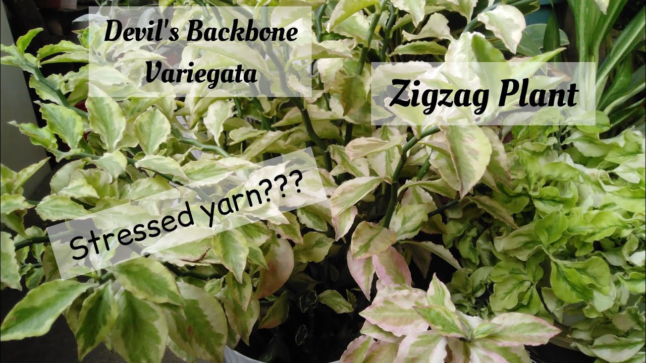 My Variegated Devil's Backbone / Zigzag Plant / Euphorbia Tithymaloides ...