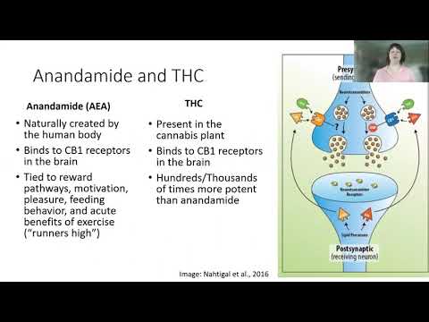 Cannabis Use During Pregnancy and Lactation
