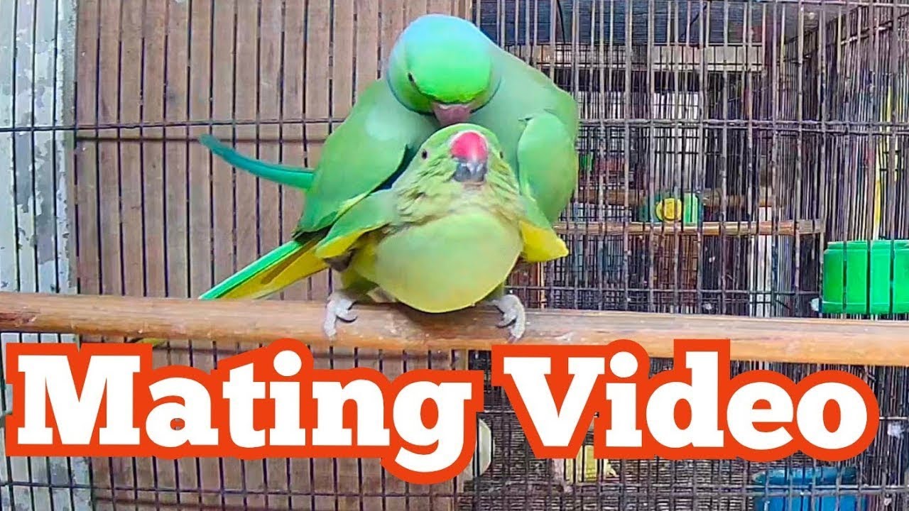 Cute Parrot couple making love mating 🦜 | Green Ringneck Parrot mating ...