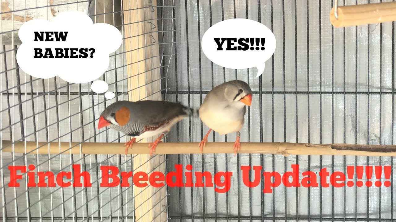 Zebra Finch Breeding Update 2017 / Second Clutch Hatching - YouTube