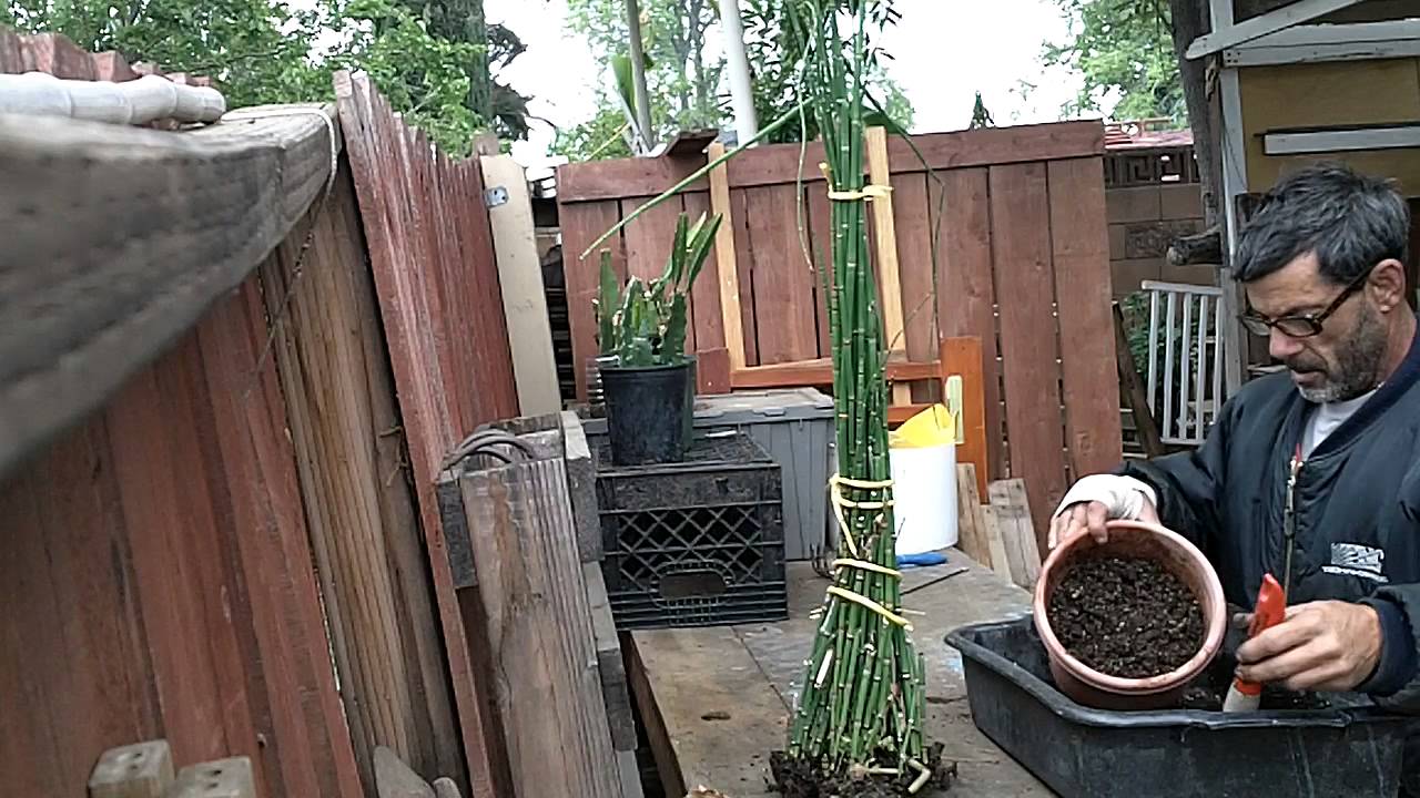 KIDNAPPED PLANT: RE-PLANTED AND RE-LOCATED - YouTube