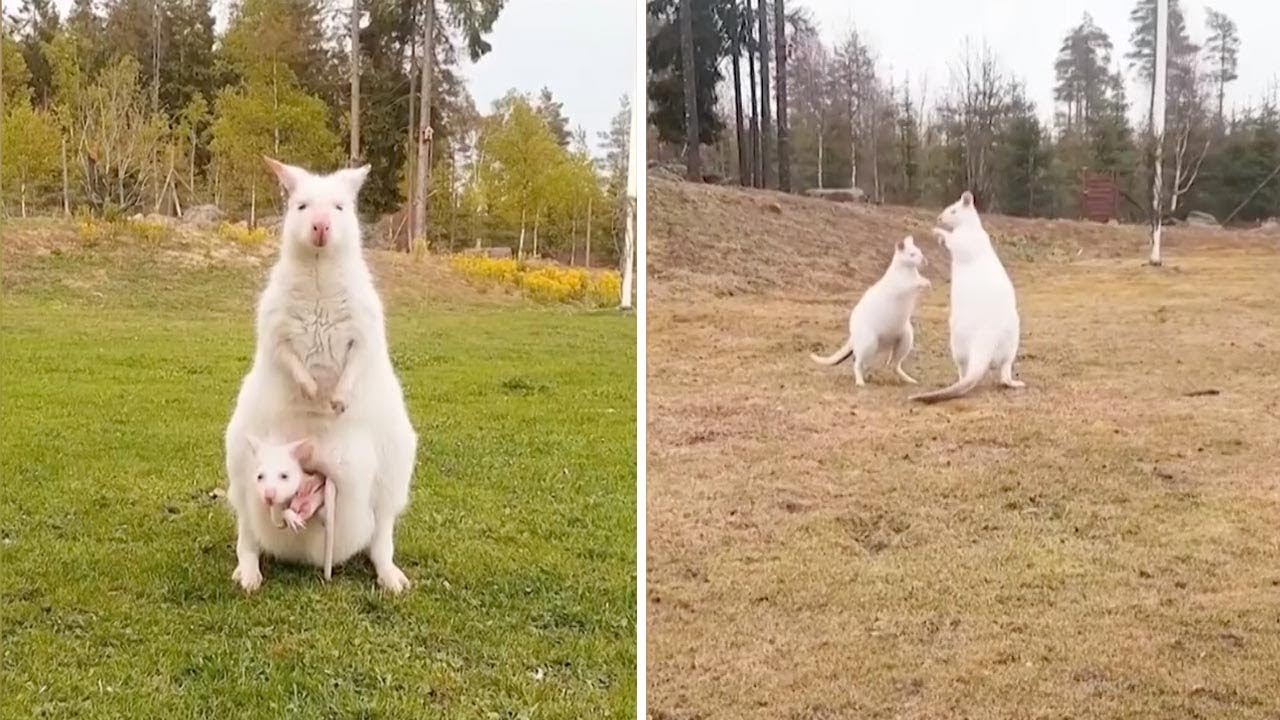 Adorable Family Of Albino Wallaby - YouTube