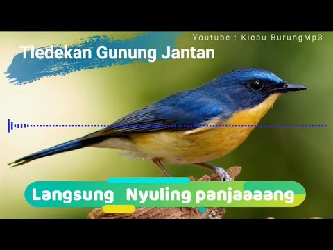 Suara burung Tledekan gacor ngerol | Kicau Burung Mp3