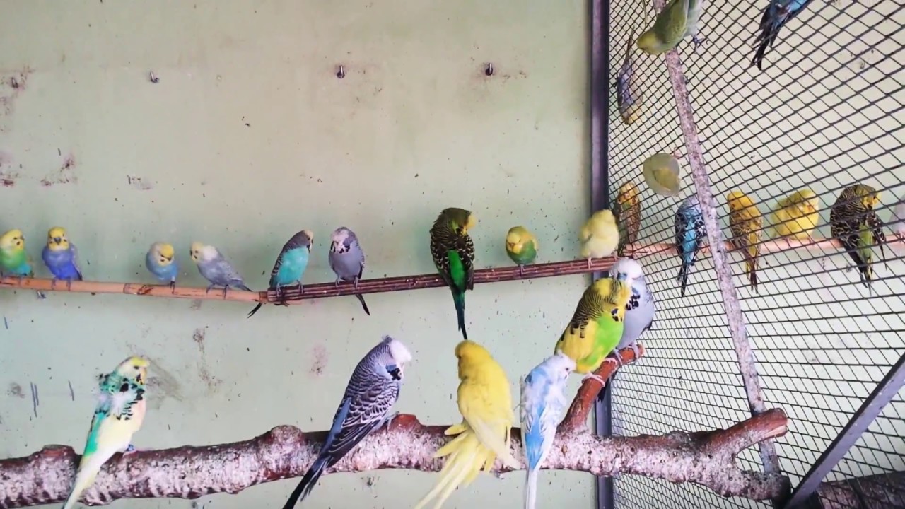 La meilleur méthode d'èlevage pour les perruches ondulèe - YouTube