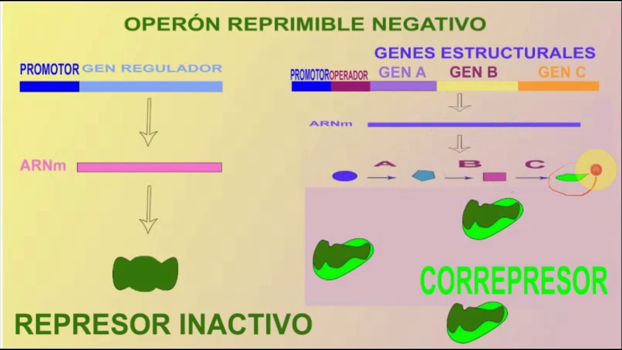 Control de la expresión génica Operón - YouTube