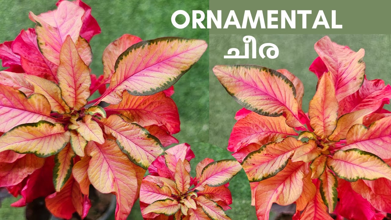 Tri colour Amaranthus Discover the hidden beauty, Care and propagation ...