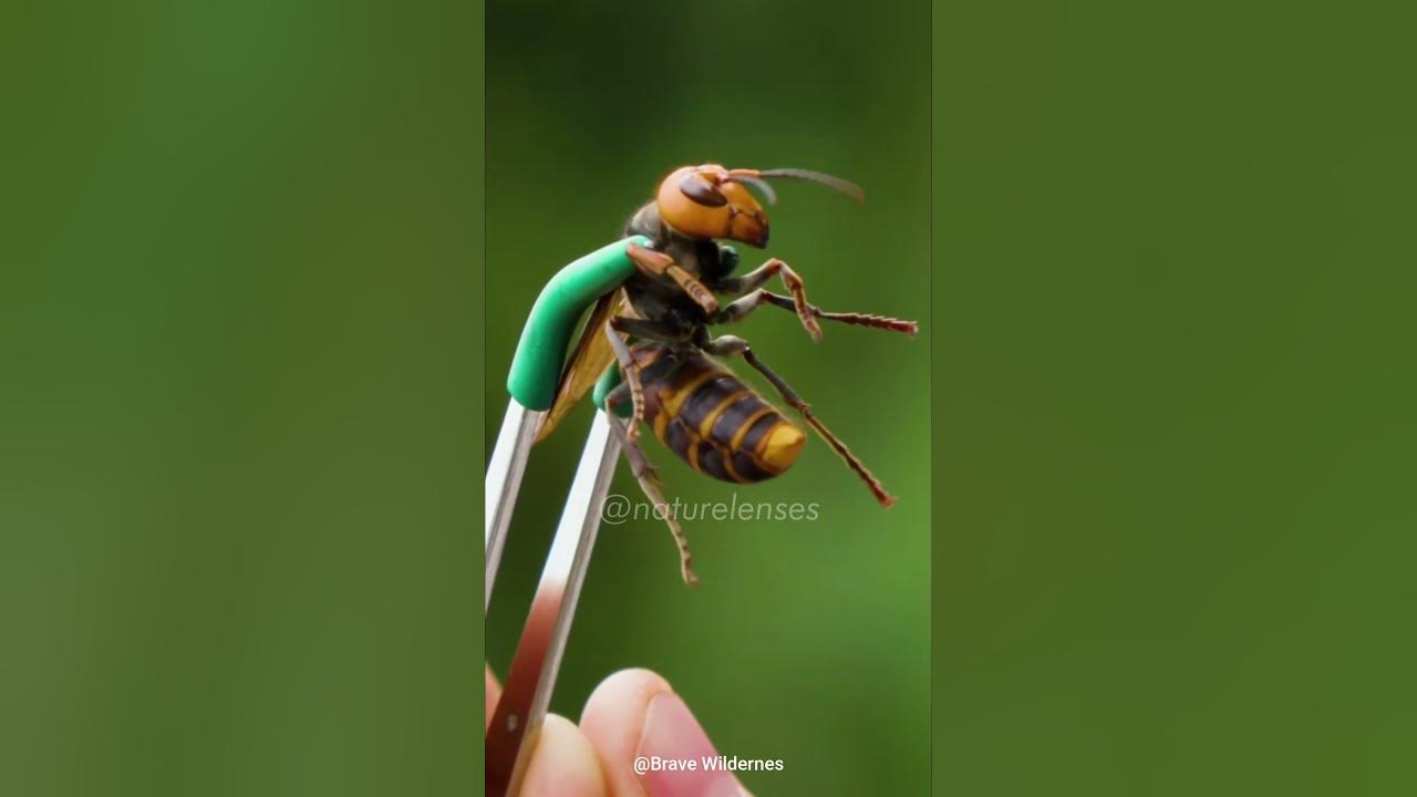 Asian Giant Hornet | The Murder Hornet - YouTube