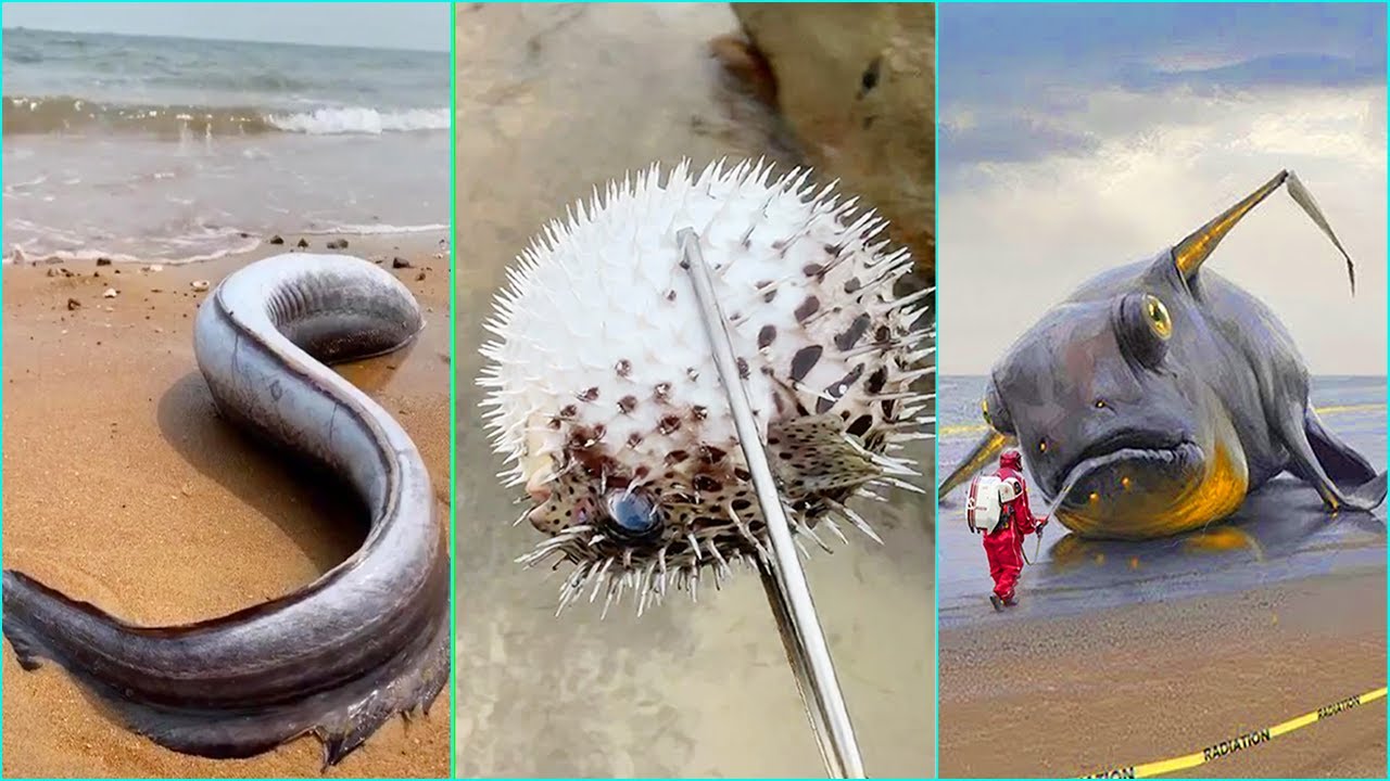 Catching Seafood 🦀🐙 Catch Weird and Cute Animals on the Beach #503 ...