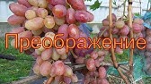 Виноград Беларуси. Лидчина . Сорт винограда Ливия . - YouTube