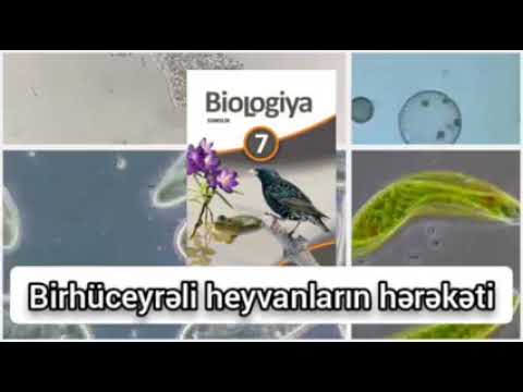 Birhüceyrəli heyvanların hərəkəti (7-ci sinif biologiya)