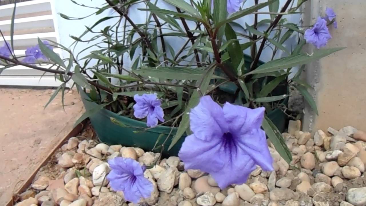 #RUELLIA ROXA - YouTube