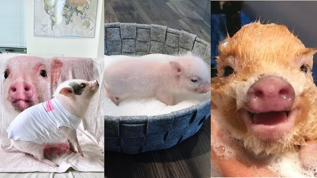 Cute Pig Bath - Pig Bath In Sink - Pig Grooming compilation # 1 - YouTube