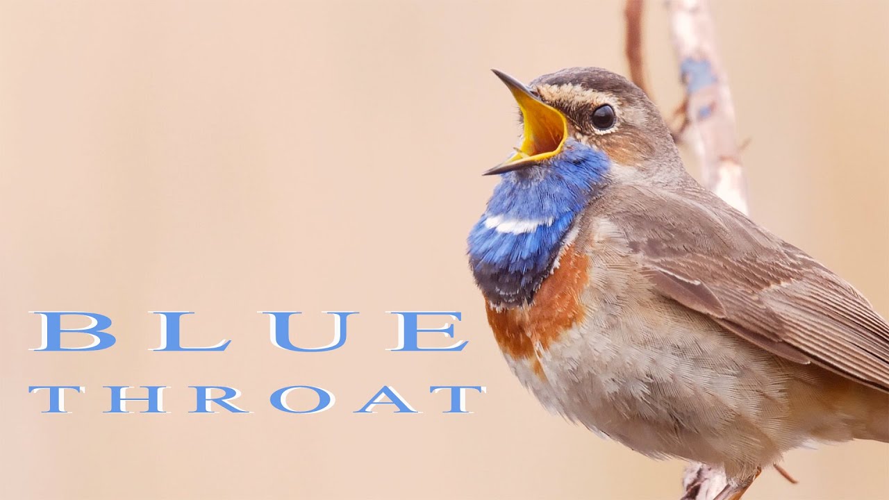 Bird sounds. Bluethroat chirping and singing in the spring swamp. - YouTube
