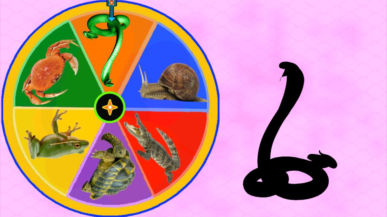 Reptile and Amphibian Spin Wheel | reptile and amphibian Spin ...