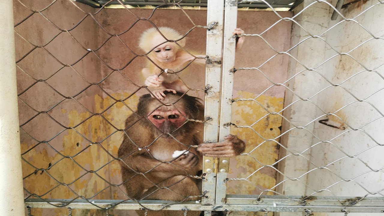 Rescue mother monkey and poor baby monkey from hunters - YouTube
