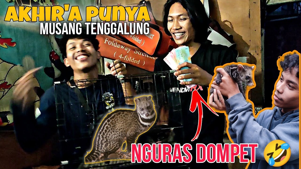beli musang tenggalung . musang langka di pulau jawa - YouTube