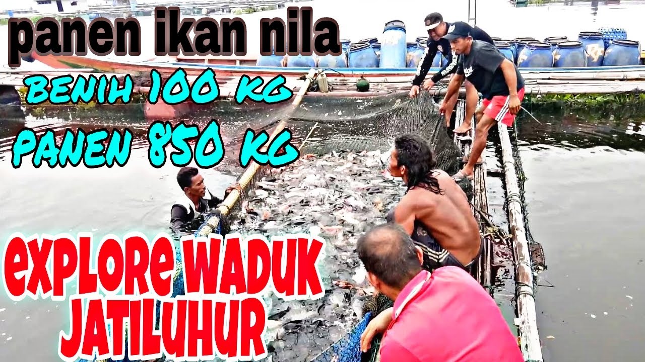 CARA PANEN IKAN NILA I Kolam apung | Explore Waduk Jatiluhur - YouTube
