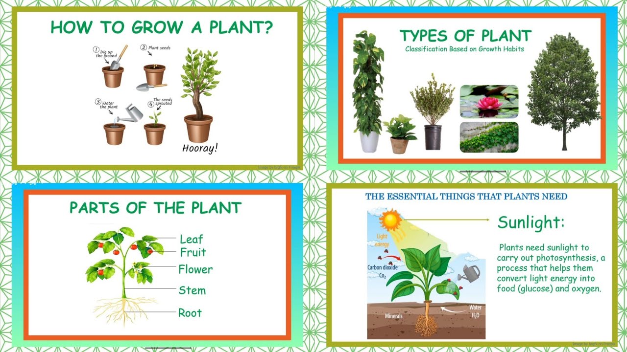 Compilation of Plants #typesofplants #partsofplants #howtogrowplants # ...