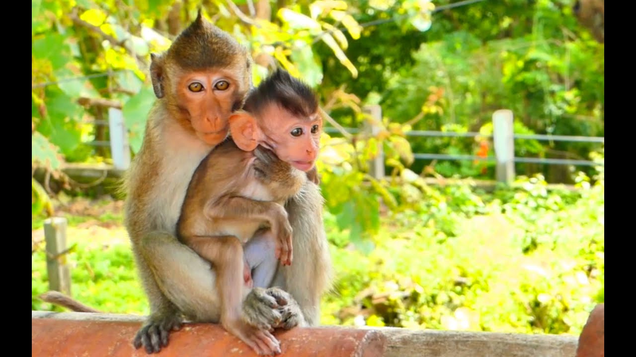 Monkey CHAGO tries to hugs baby MATOS out of mom - but baby MATOS moves ...