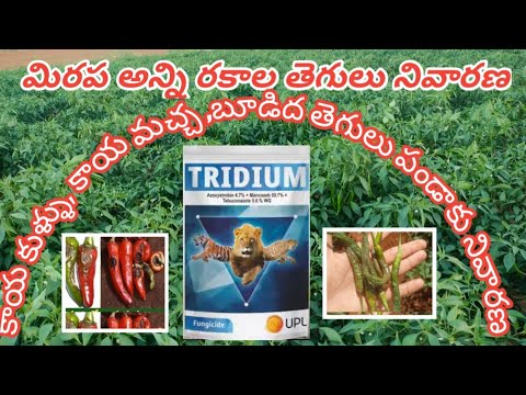 ఒక్క #స్ప్రేతో #కాయకుళ్ళు #కాయమచ్చ #బూడిదతెగులు అన్ని రకాల తెగులు # ...