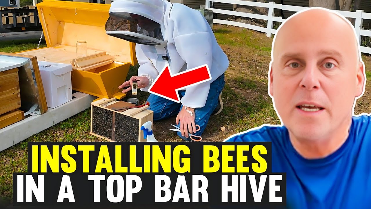 Installing Bees Like A Pro In Top Bar Hives - YouTube