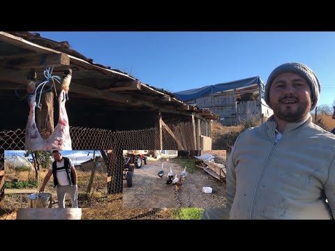 Koç kestik~ Kışlık et kavurma hazırlıyoruz~Yeni kaz aldık #köy #hayvancılık #koyun #tavuk #tavşan