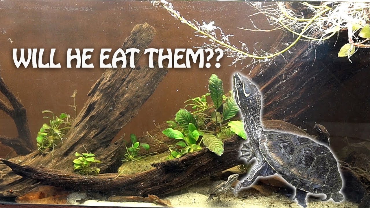 How I clean my Turtle tank, and I added FISH! - YouTube