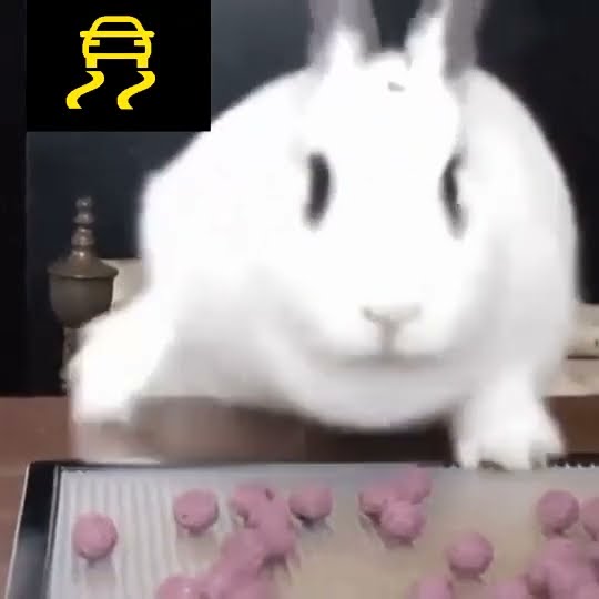 Traction control moment #tcs #tractioncontrol #bunny #rabbit #shorts # ...