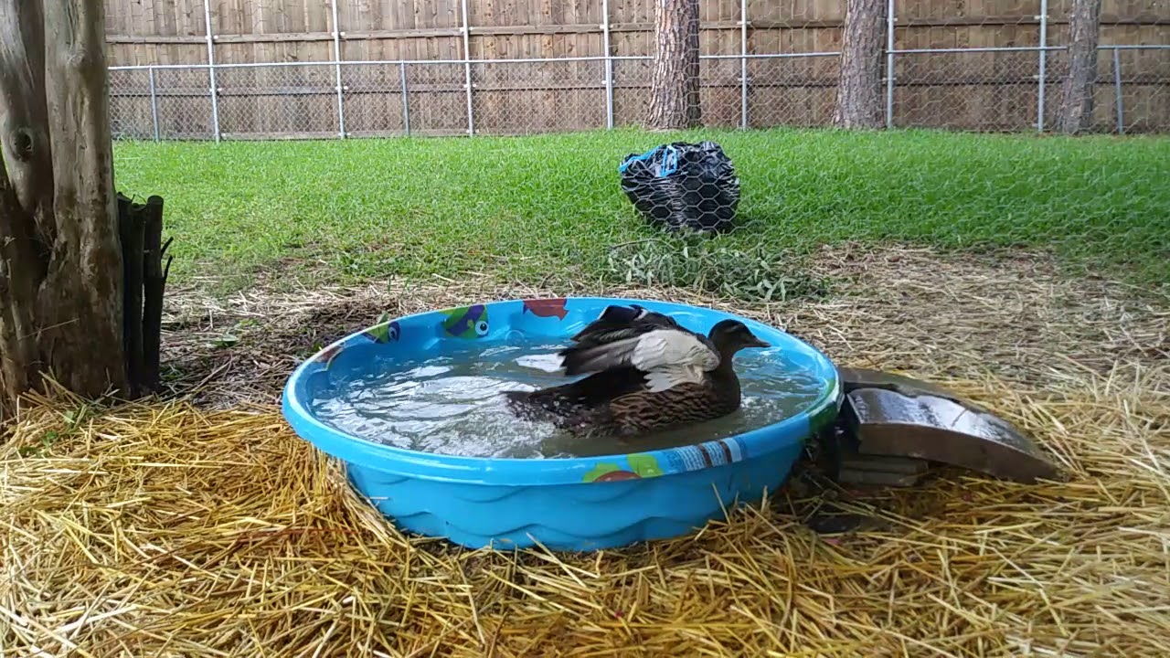Taffy duck having a bath - YouTube