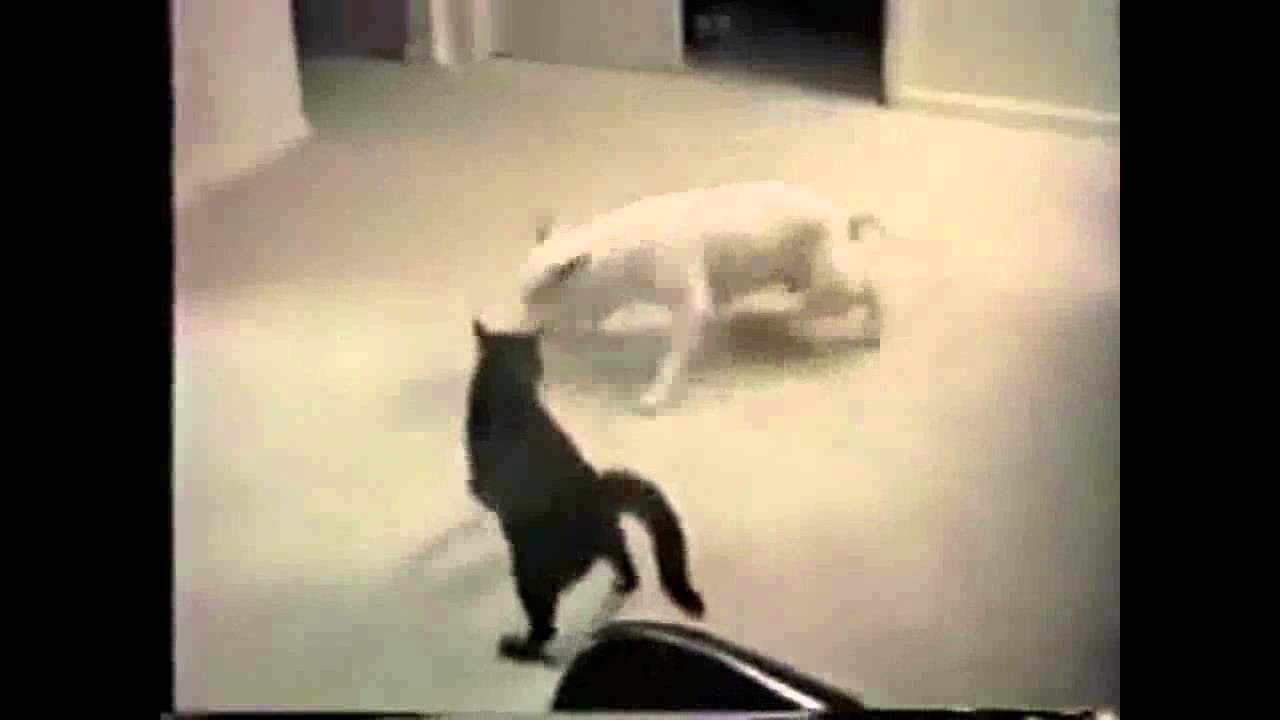 Vines Ti #29 - YouTube